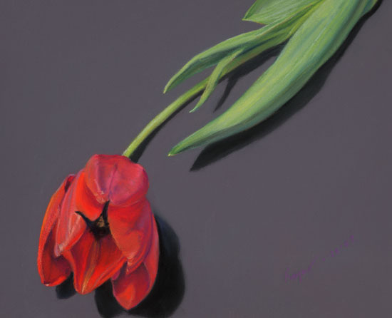 Tulip by Janet Rayner